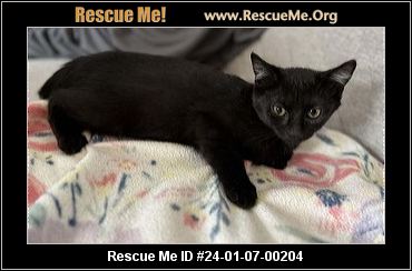 - Connecticut Cat Rescue - ADOPTIONS - Rescue Me!