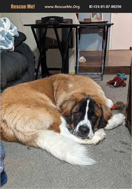 ADOPT 24010700256 ~ Saint Bernard Rescue ~ Aberdeen, WA