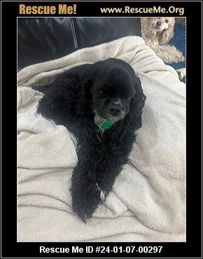 - Indiana Cocker Spaniel Rescue - ADOPTIONS - Rescue Me!