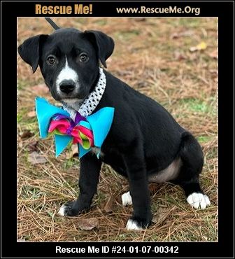 - Georgia Border Collie Rescue - ADOPTIONS - Rescue Me!
