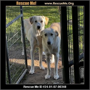 - Idaho Dog Rescue - ADOPTIONS - Rescue Me!