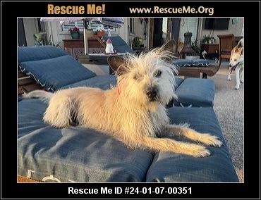 - Arizona Schnauzer Rescue - ADOPTIONS - Rescue Me!