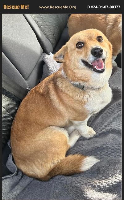 ADOPT 24010700377 ~ Corgi Rescue ~ Newport Beach, CA