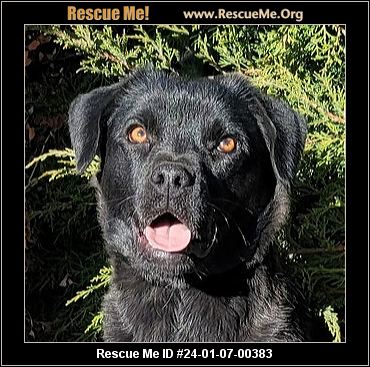 - New Mexico Dog Rescue - ADOPTIONS - Rescue Me!