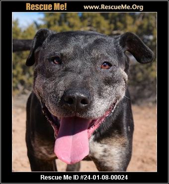 - New Mexico Dog Rescue - ADOPTIONS - Rescue Me!