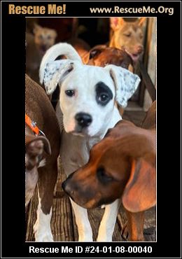 - South Carolina Dog Rescue - ADOPTIONS - Rescue Me!