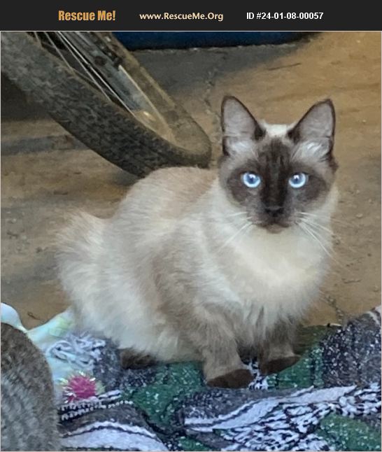 ADOPT 24010800057 ~ Siamese Rescue ~ Houston, TX