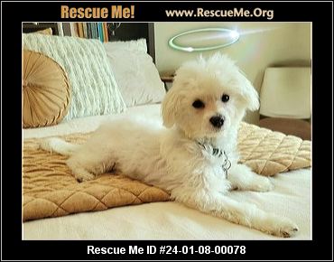 - Florida Maltese Rescue - ADOPTIONS - Rescue Me!
