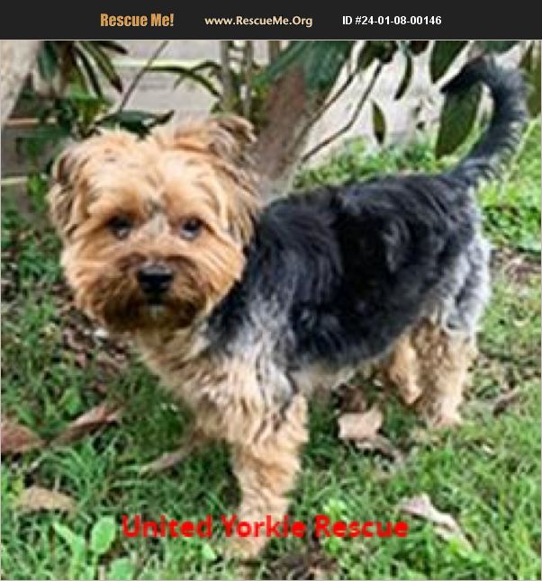 ADOPT 24010800146 ~ Yorkie Rescue ~ Texas