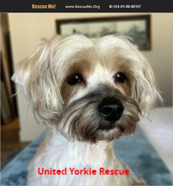 ADOPT 24010800157 ~ Yorkie Rescue ~ Texas