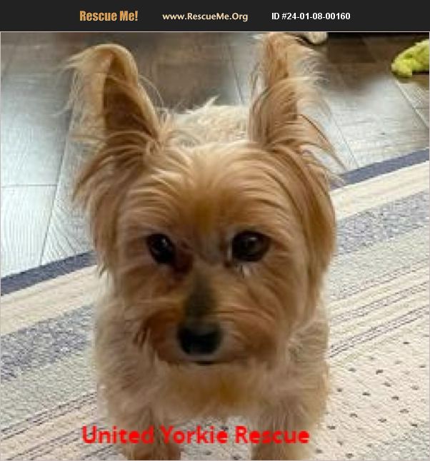 ADOPT 24010800160 ~ Yorkie Rescue ~ Texas