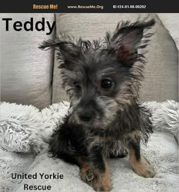 ADOPT 24010800202 ~ Yorkie Rescue ~ Texas