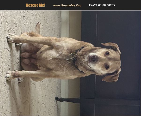 ADOPT 24010800235 ~ Chesapeake Bay Retriever Rescue ~ Cypress, TX