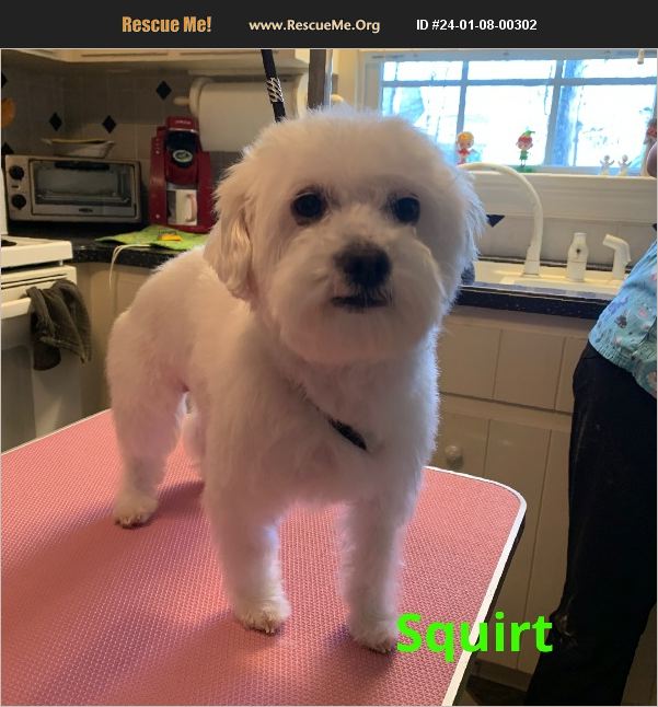 ADOPT 24010800302 ~ Maltese Rescue ~ Raleigh, NC