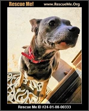 - Arizona Lab Rescue - ADOPTIONS - Rescue Me!