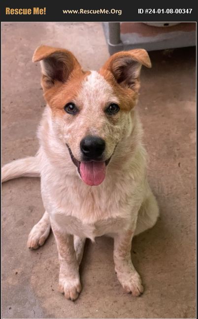 ADOPT 24010800347 ~ Australian Cattle Dog Rescue ~ Corona, CA