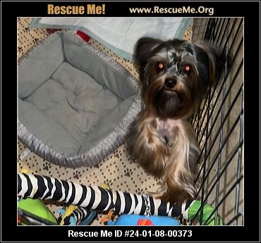 - Texas Yorkie Rescue - ADOPTIONS - Rescue Me!