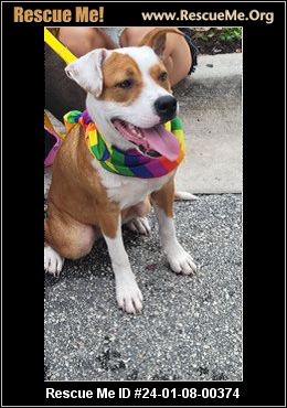 - Florida Jack Russell Rescue - ADOPTIONS - Rescue Me!