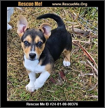 - Florida Jack Russell Rescue - ADOPTIONS - Rescue Me!