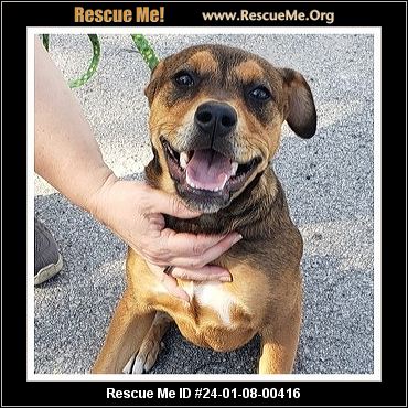 - Florida German Pinscher Rescue - ADOPTIONS - Rescue Me!