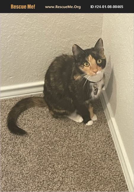 ADOPT 24010800465 ~ American Shorthair Rescue ~ San Antonio, TX