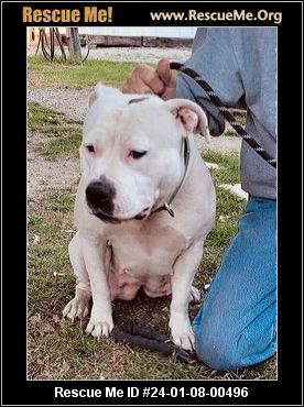 - California American Bulldog Rescue - ADOPTIONS - Rescue Me!