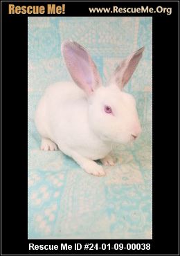 - California Rabbit Rescue - ADOPTIONS - Rescue Me!