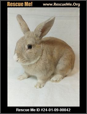 - California Rabbit Rescue - ADOPTIONS - Rescue Me!