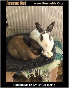 - California Rabbit Rescue - ADOPTIONS - Rescue Me!