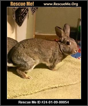 - California Rabbit Rescue - ADOPTIONS - Rescue Me!