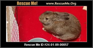- California Rabbit Rescue - ADOPTIONS - Rescue Me!