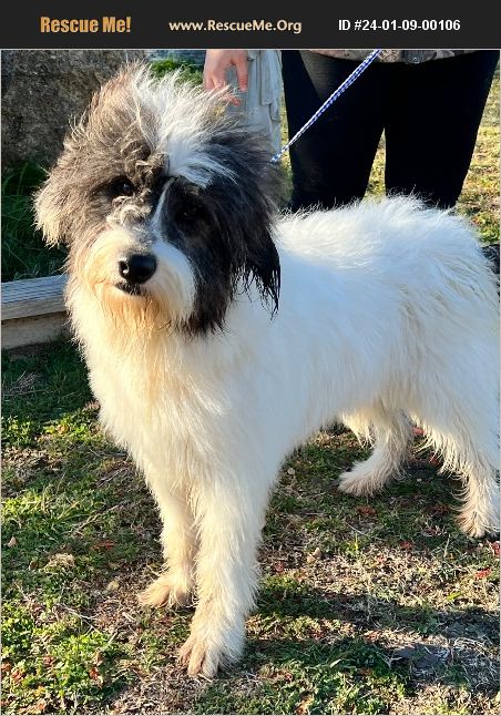 ADOPT 24010900106 ~ Bearded Collie Rescue ~ haslet, TX