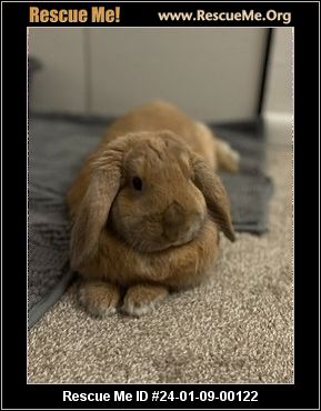 - Pennsylvania Rabbit Rescue - ADOPTIONS - Rescue Me!