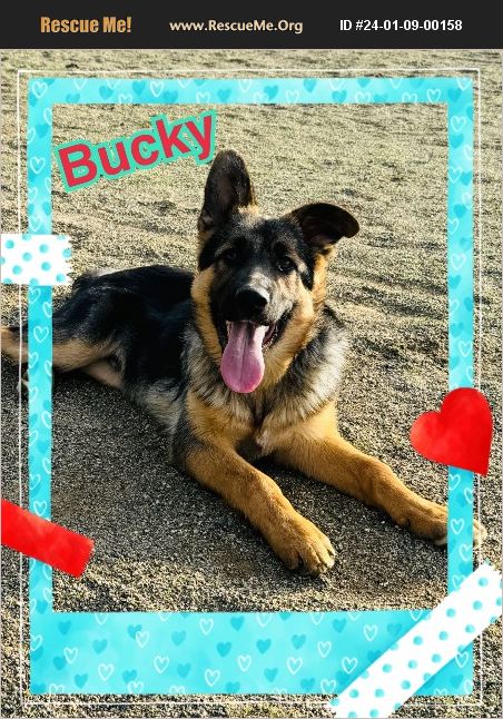 ADOPT 24010900158 ~ German Shepherd Rescue ~ Riverside, CA