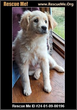 - Indiana Golden Retriever Rescue - ADOPTIONS - Rescue Me!