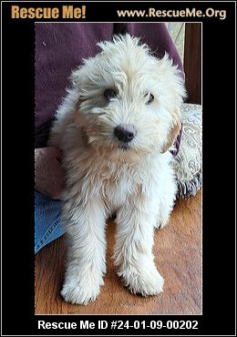 - Indiana Golden Retriever Rescue - ADOPTIONS - Rescue Me!