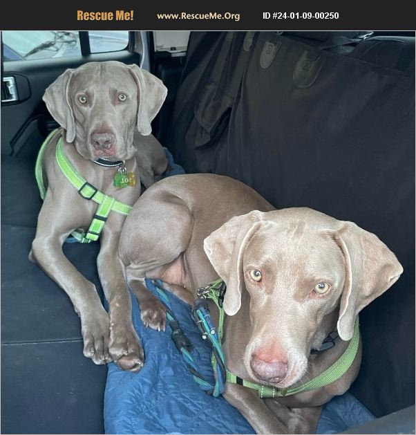 ADOPT 24010900250 ~ Weimaraner Rescue ~ Perris, CA