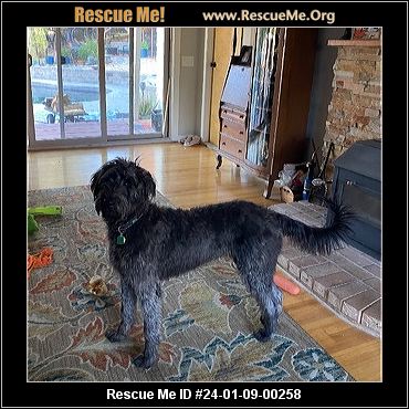 - California Poodle Rescue - ADOPTIONS - Rescue Me!