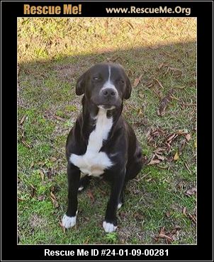 - Mississippi Dog Rescue - ADOPTIONS - Rescue Me!