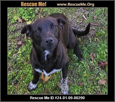 - Mississippi Dog Rescue - ADOPTIONS - Rescue Me!