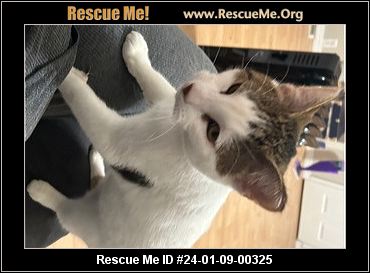 - Wisconsin Cat Rescue - ADOPTIONS - Rescue Me!