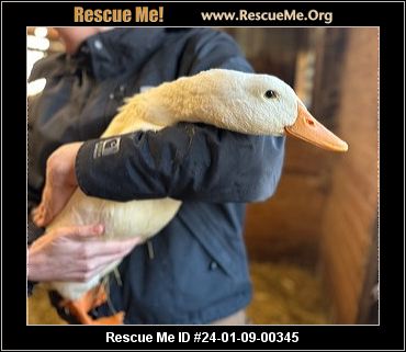 - Pennsylvania Pet Bird Rescue - ADOPTIONS - Rescue Me!