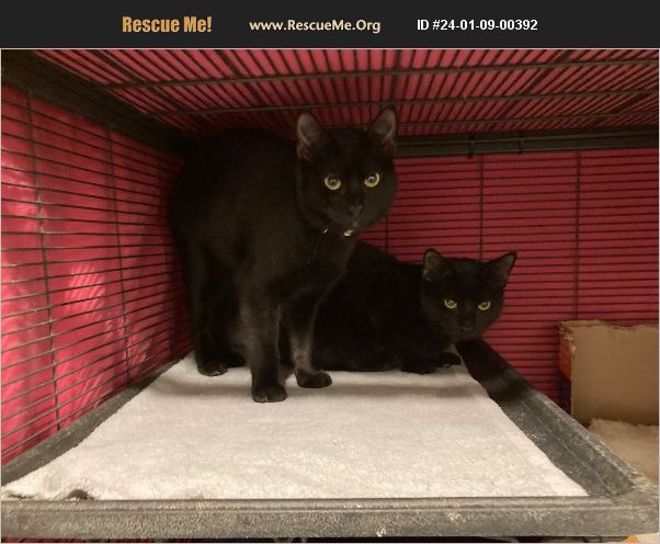 ADOPT 24010900392 ~ Domestic Cat Rescue ~ Worcester, MA