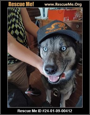 - Michigan Siberian Husky Rescue - ADOPTIONS - Rescue Me!