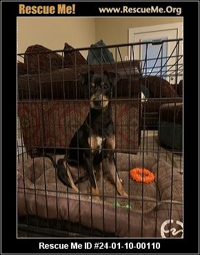 - Texas Miniature Pinscher Rescue - ADOPTIONS - Rescue Me!