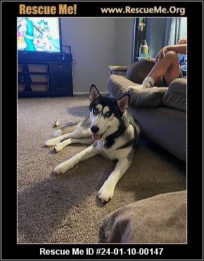 - Michigan Siberian Husky Rescue - ADOPTIONS - Rescue Me!