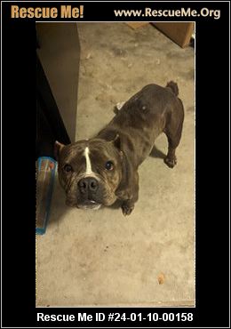 - California American Bulldog Rescue - ADOPTIONS - Rescue Me!