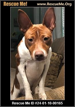 - Florida Basenji Rescue - ADOPTIONS - Rescue Me!