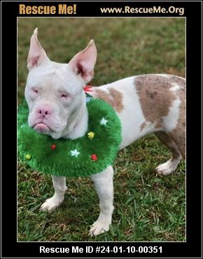 - Florida Bulldog Rescue - ADOPTIONS - Rescue Me!