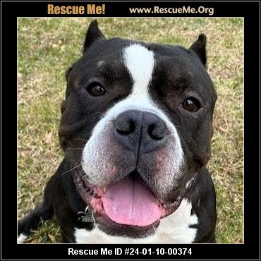 - Massachusetts Pit Bull Rescue - ADOPTIONS - Rescue Me!
